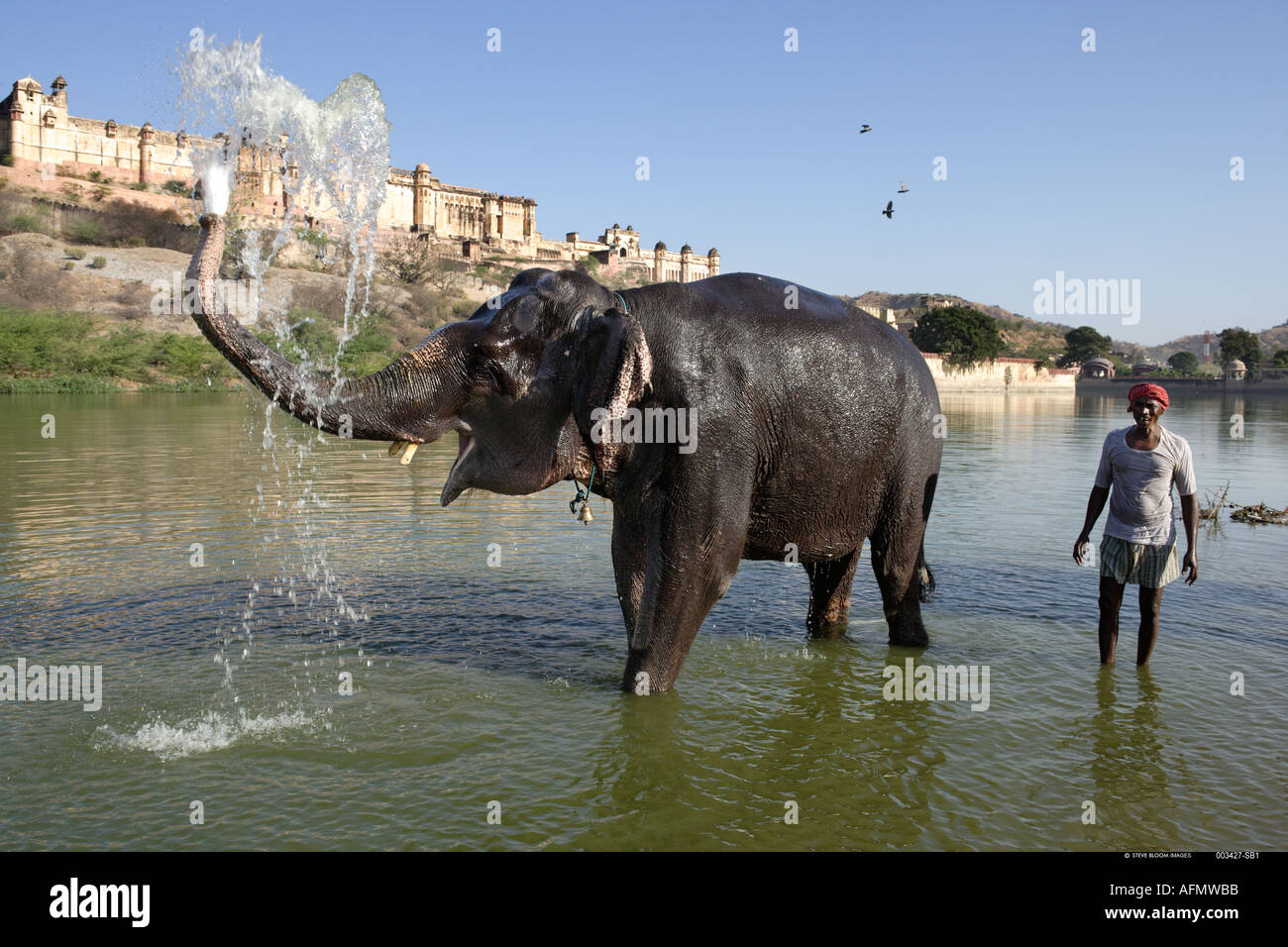Elephant with mahout bathing in the river below the Amber Fort Jaipur ...