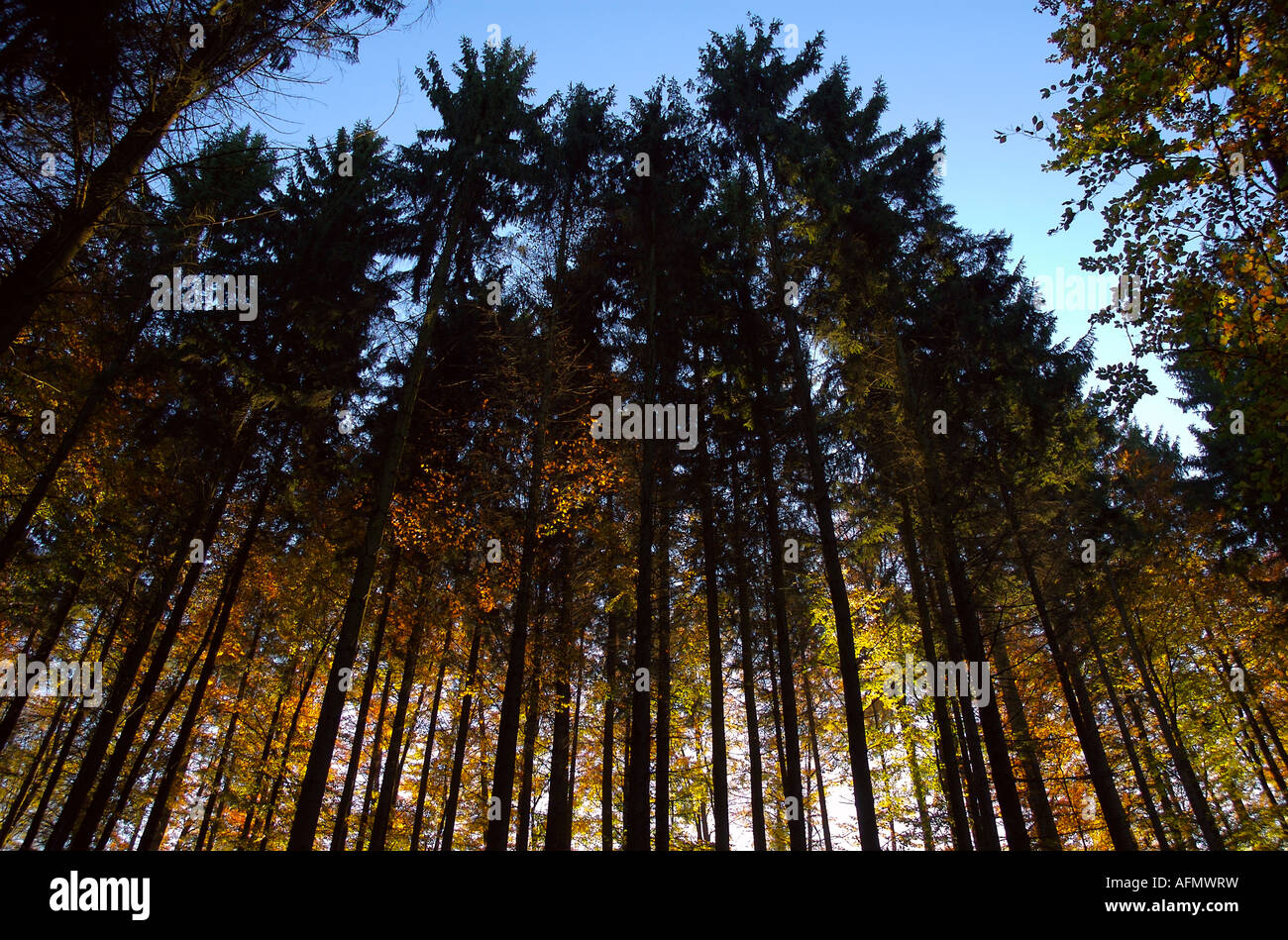 Sunlit autumn forest hi-res stock photography and images - Alamy
