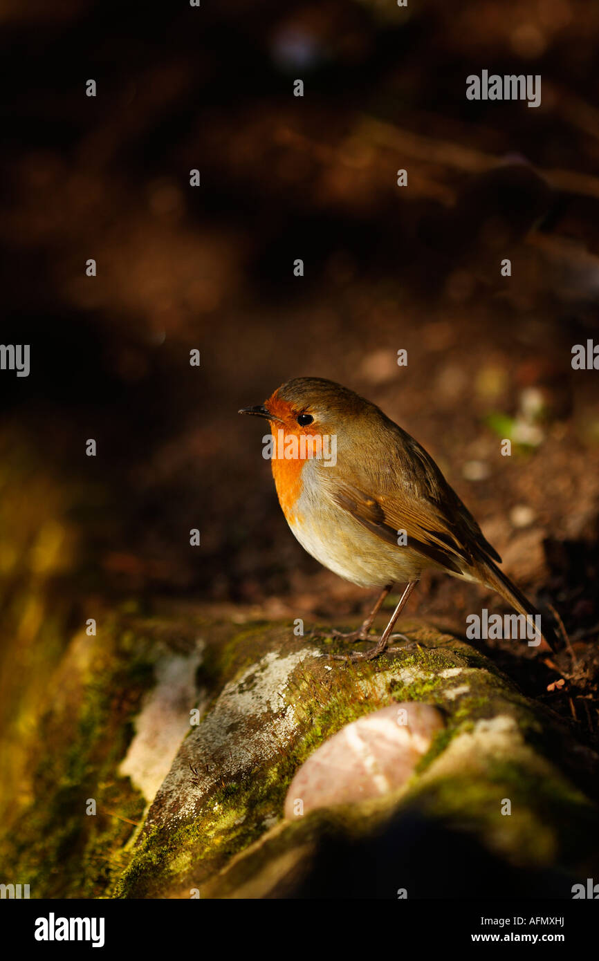 Robin side view hi-res stock photography and images - Alamy