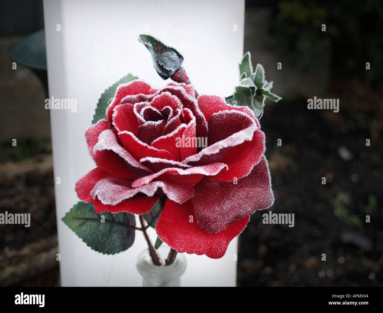 single frost covered red rose Stock Photo - Alamy