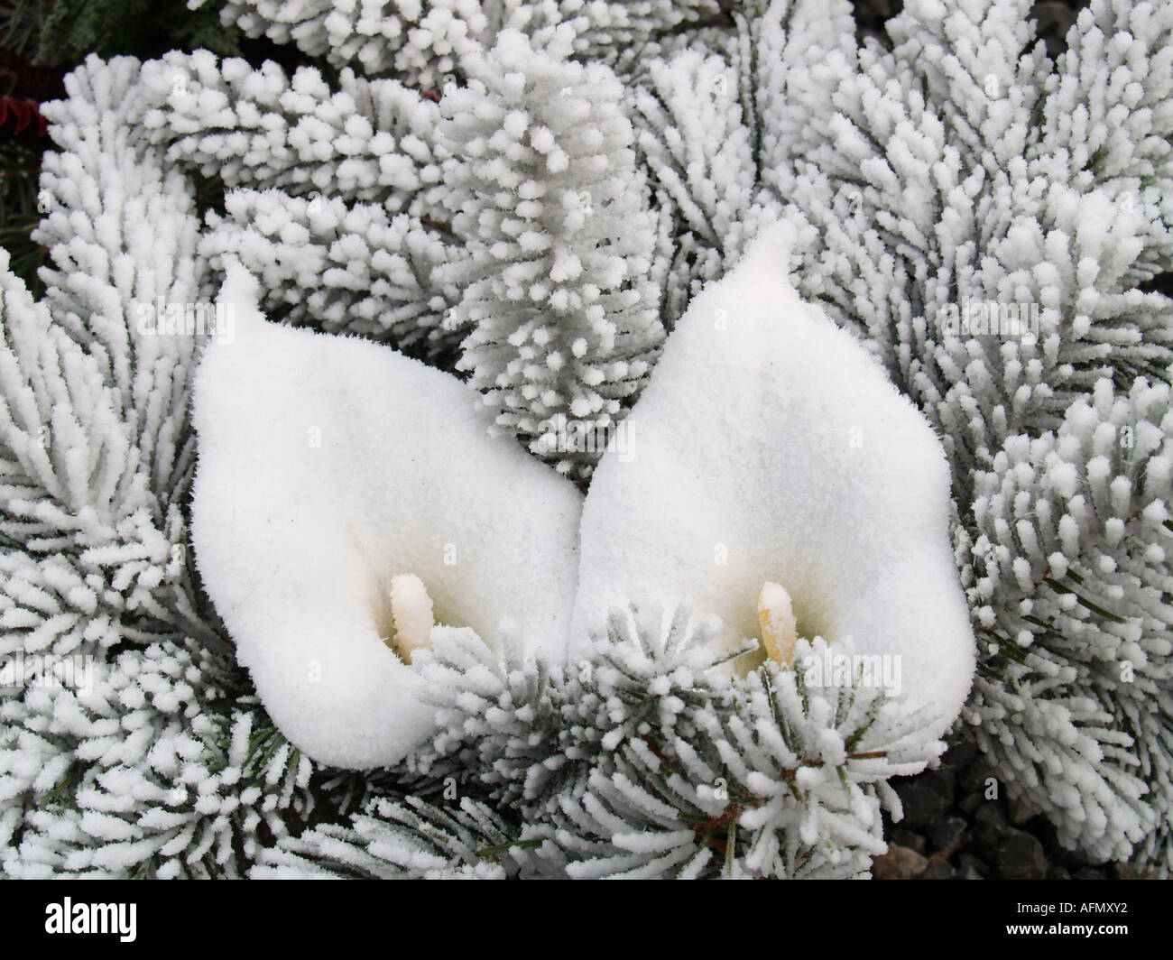 Snow white lilies hi-res stock photography and images - Alamy