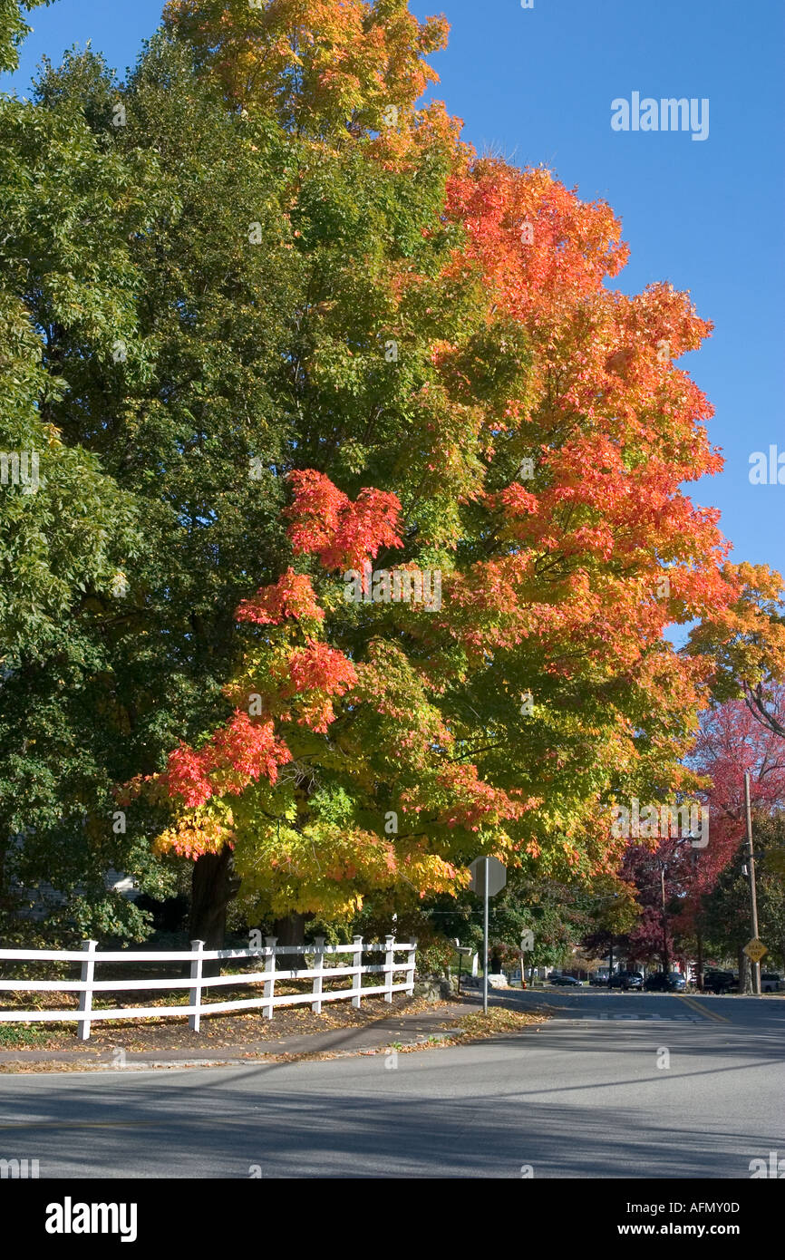 New England Maple tree in full autumn color Stock Photo - Alamy