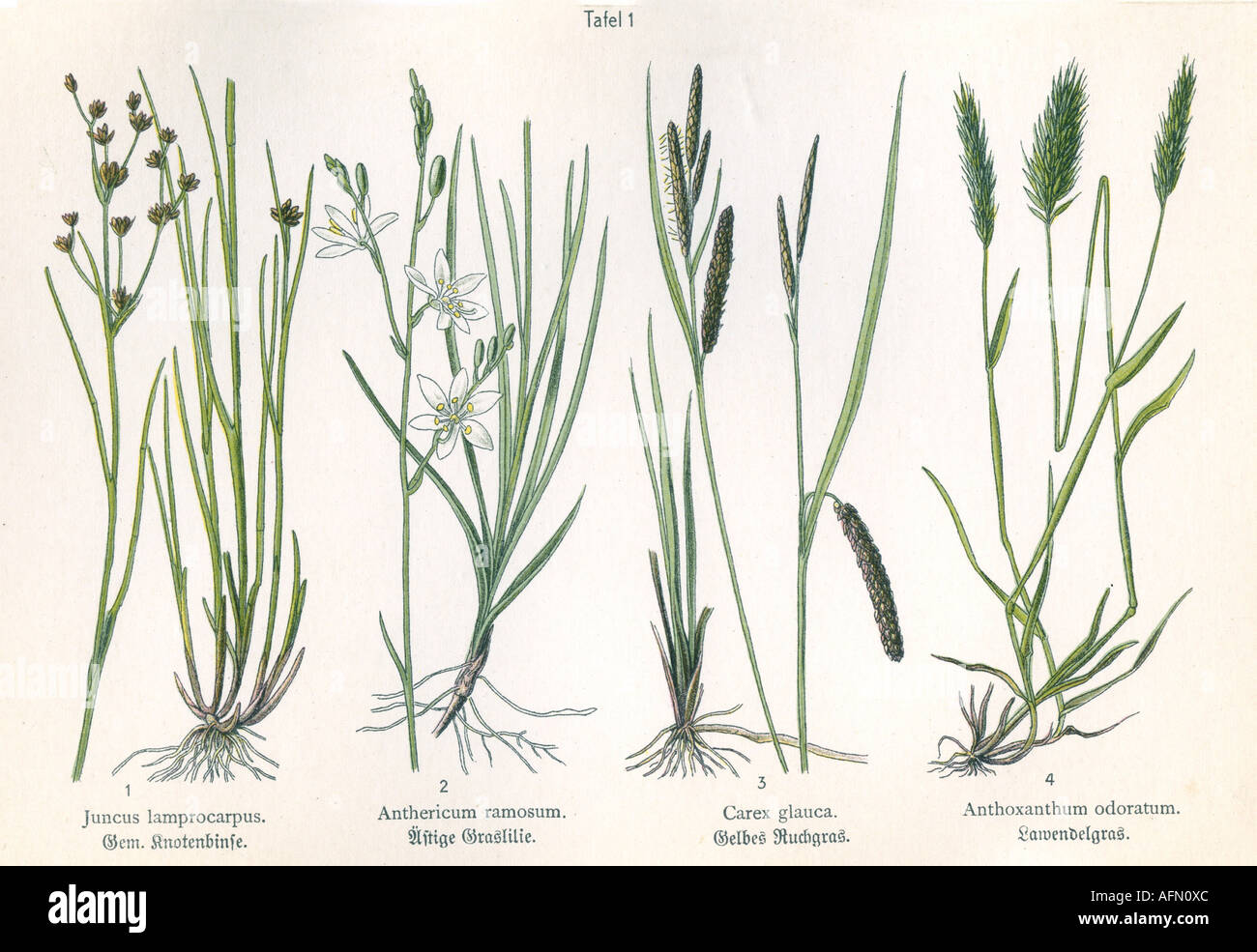 Carex glauca hi-res stock photography and images - Alamy