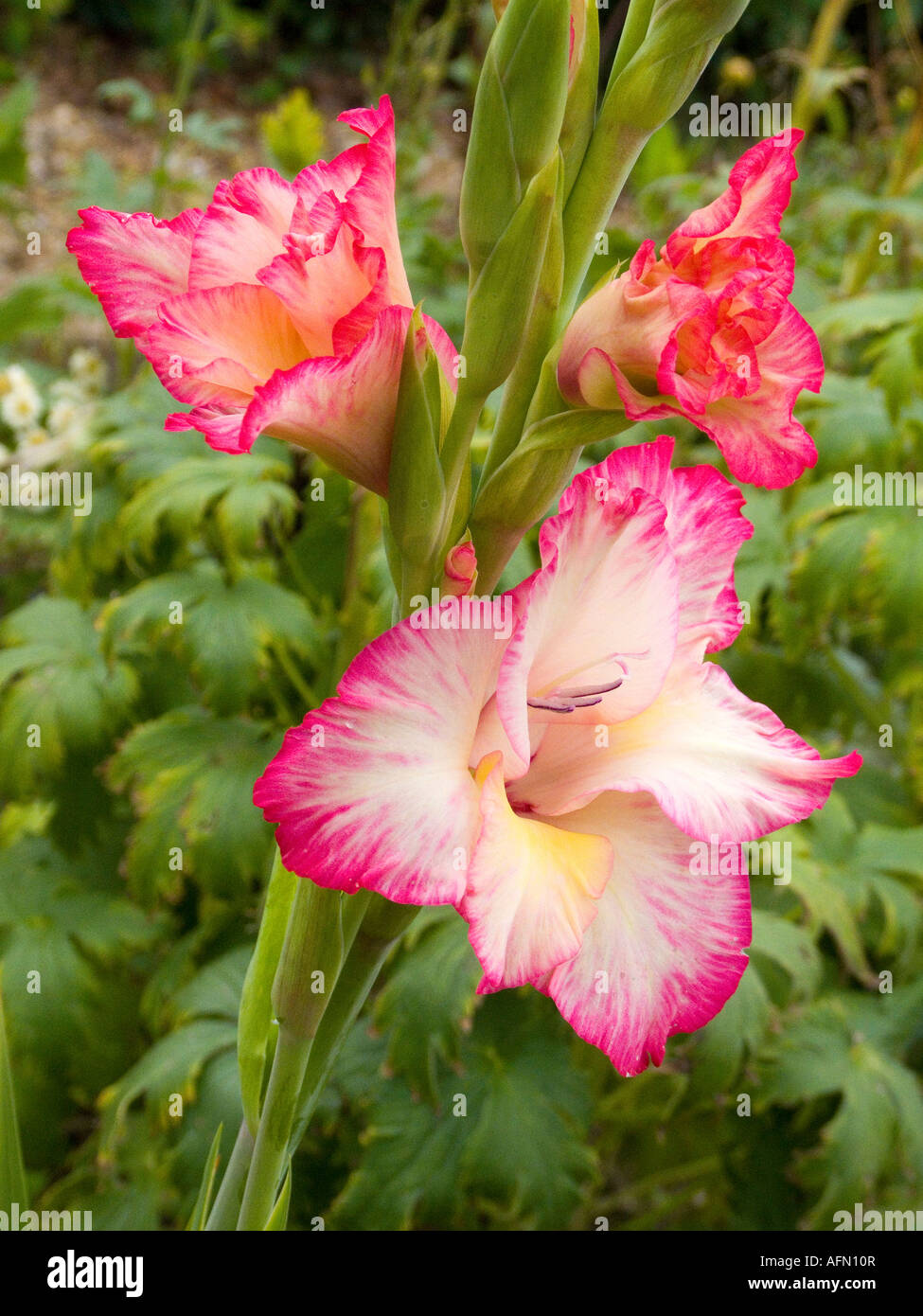 pink and yellow gladioli Stock Photo - Alamy