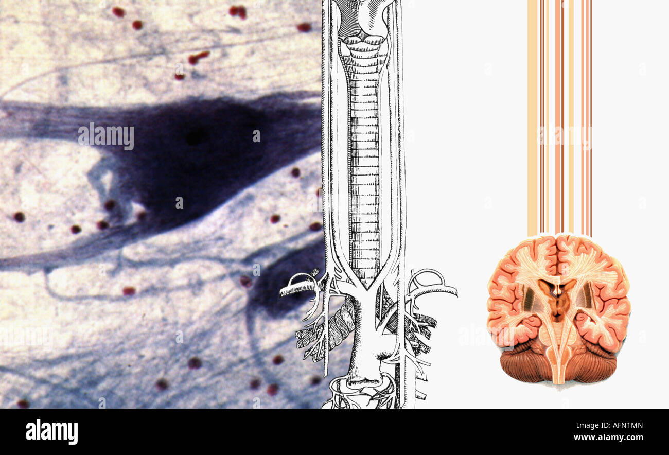 Human bone cell color hi-res stock photography and images - Alamy