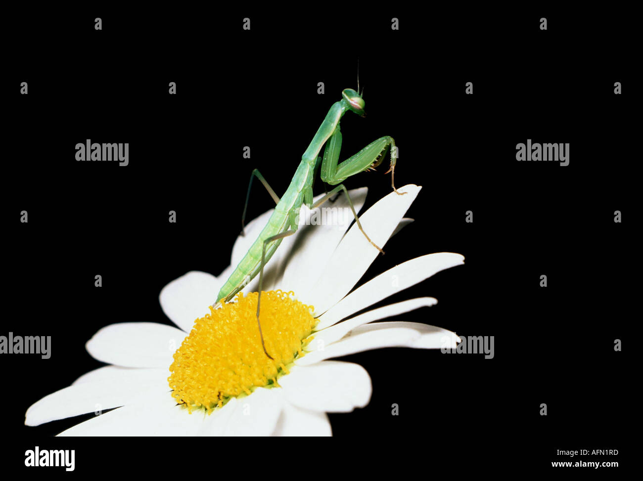 zoology / animals, insect, Mantidae, European mantis (Mantis religiosa ...