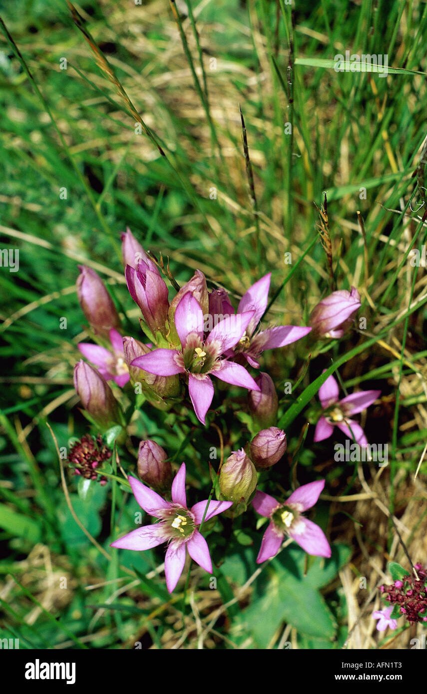 Gentianella germanica hi-res stock photography and images - Alamy