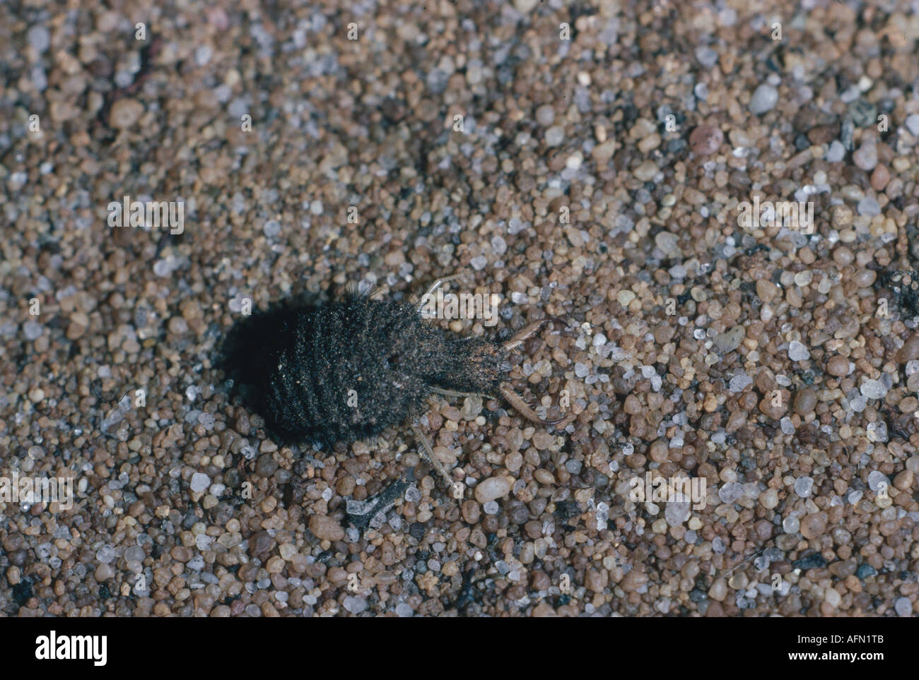 zoology / animals, insect, Myrmeleontidae, Myrmeleon formicarius ...