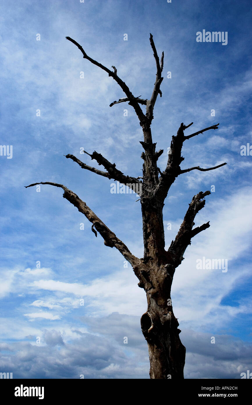 Touch the sky Stock Photo - Alamy