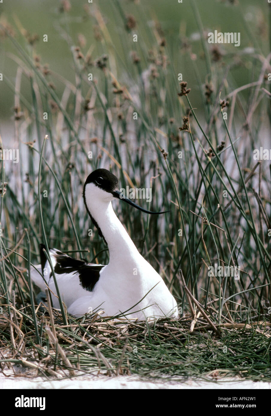 zoology / animals, avian / bird, Recurvirostridae, Pied Avocet ...