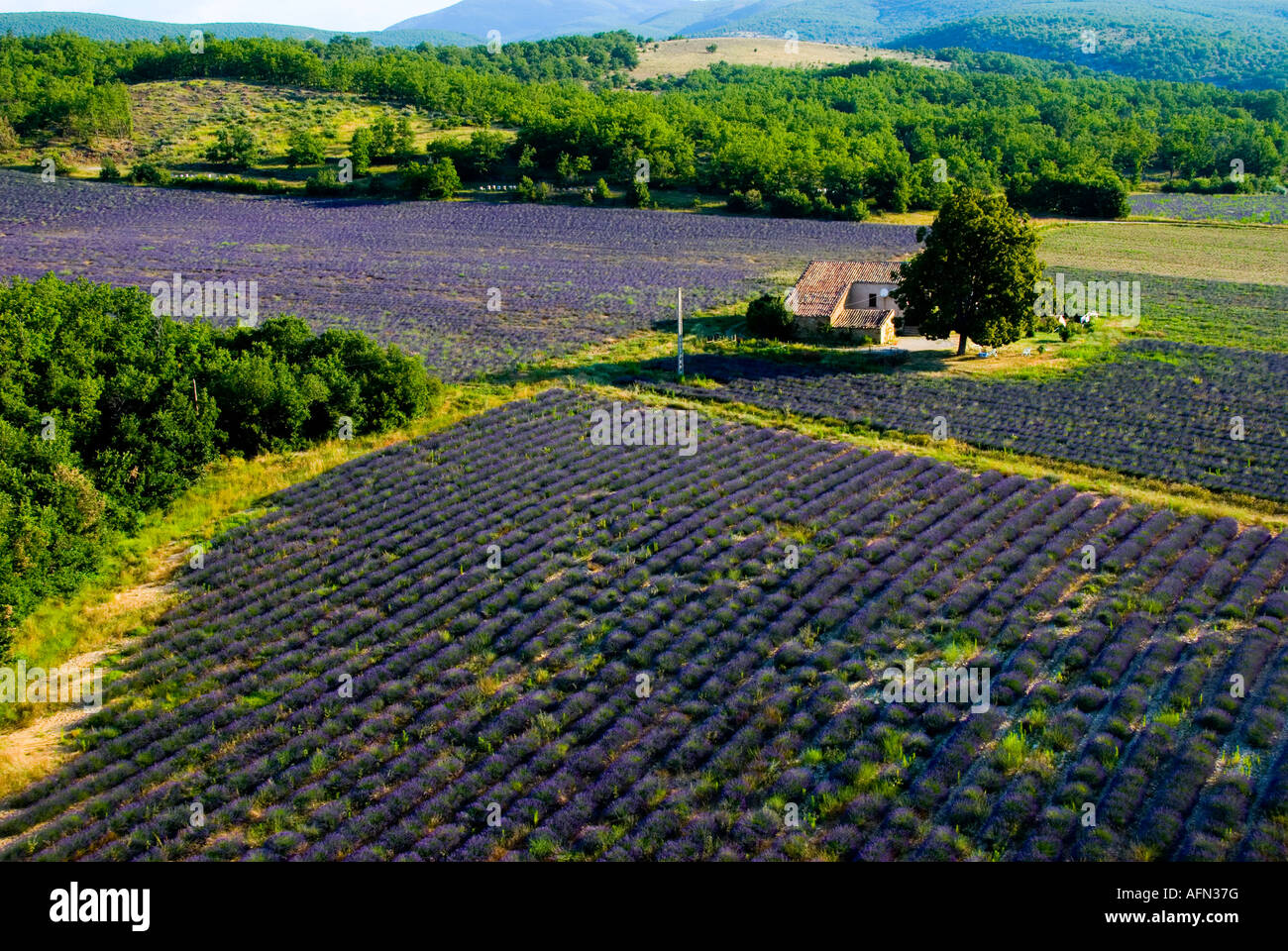Aerial view of lavender fields with a farm in Provence, Southern France ...