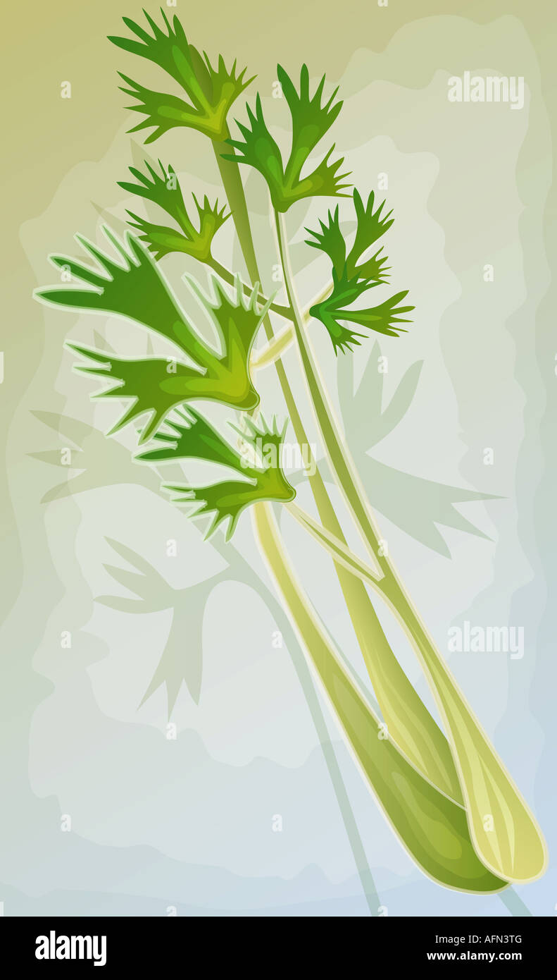 Bulb stem vegetable illustration hi-res stock photography and images ...