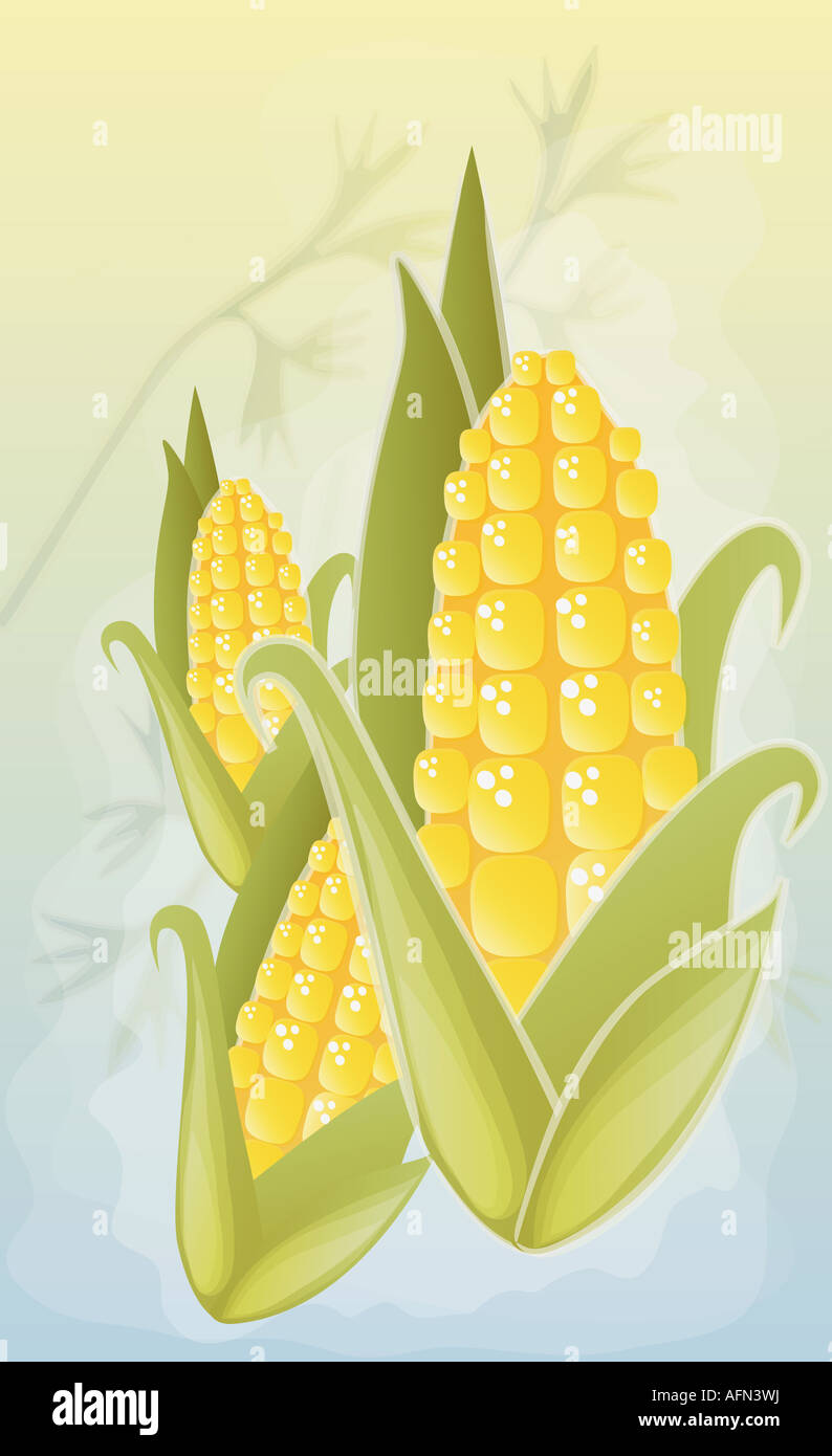 Three corn cobs Stock Photo - Alamy