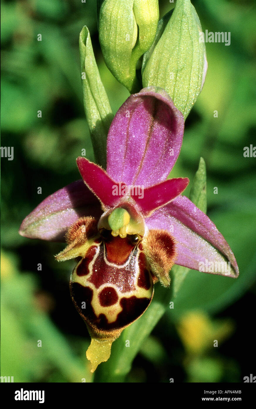 Horned ophrys hi-res stock photography and images - Alamy
