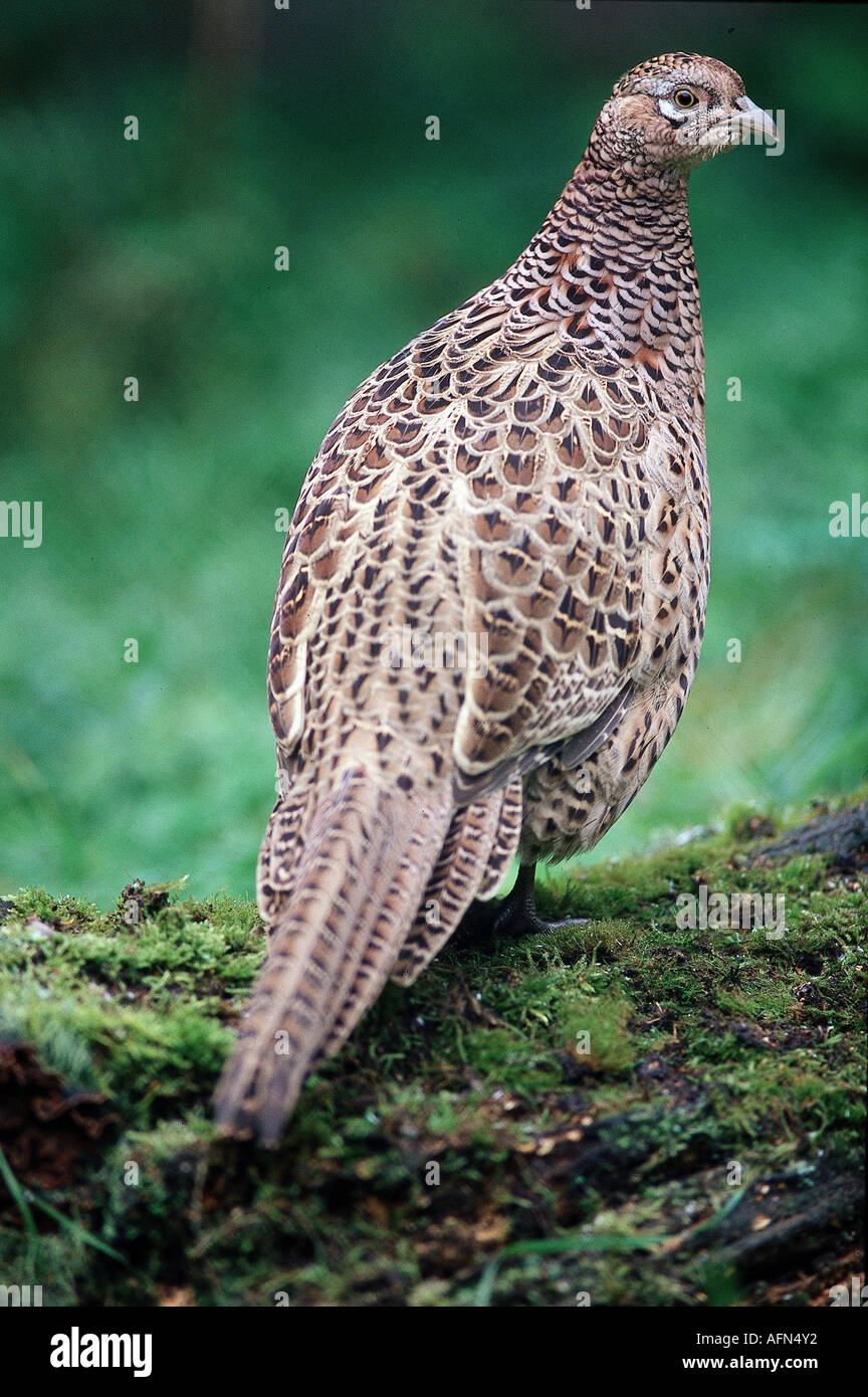 zoology / animals, avian / bird, Phasianidae, Common Pheasant ...