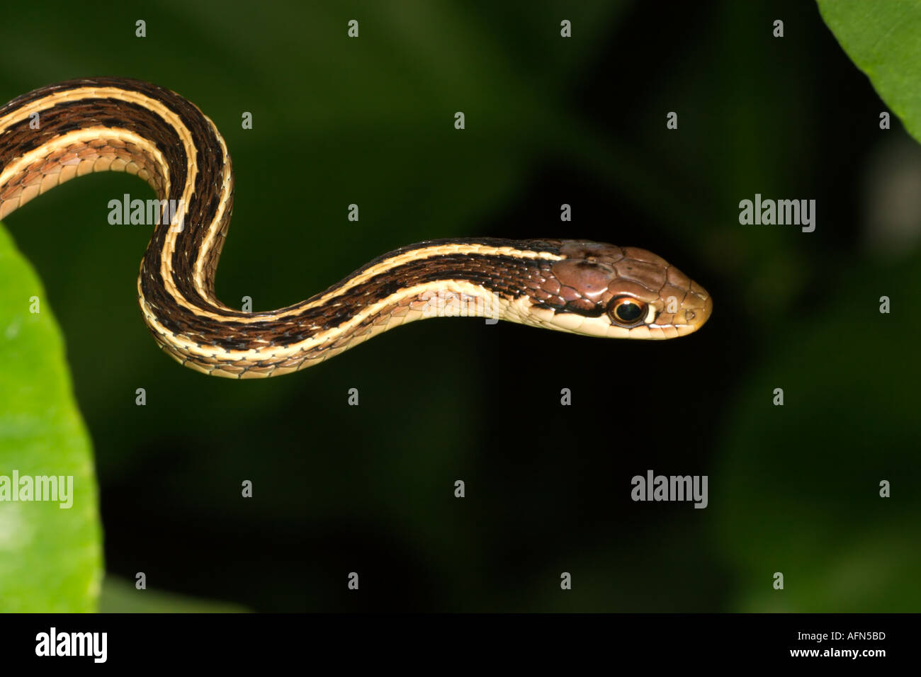 Eastern ribbon snake hi-res stock photography and images - Alamy