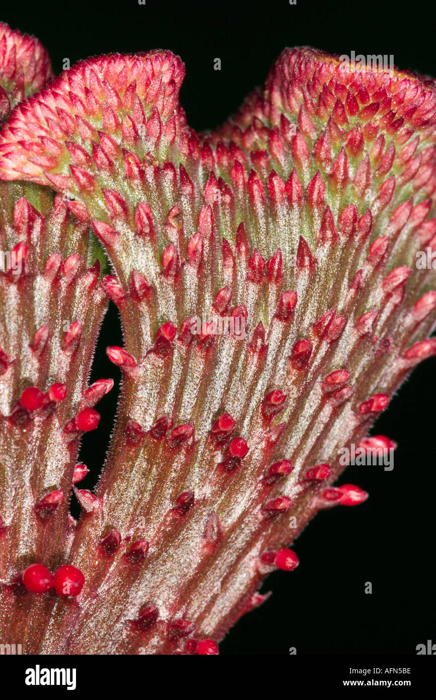 Firespike hi-res stock photography and images - Alamy