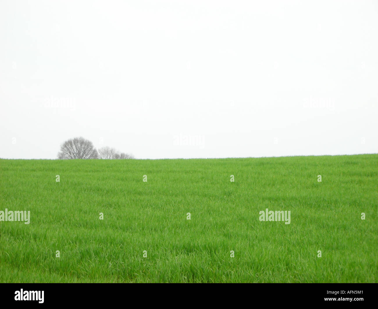 open field with Green grass and single tree peeking over horizon blank ...