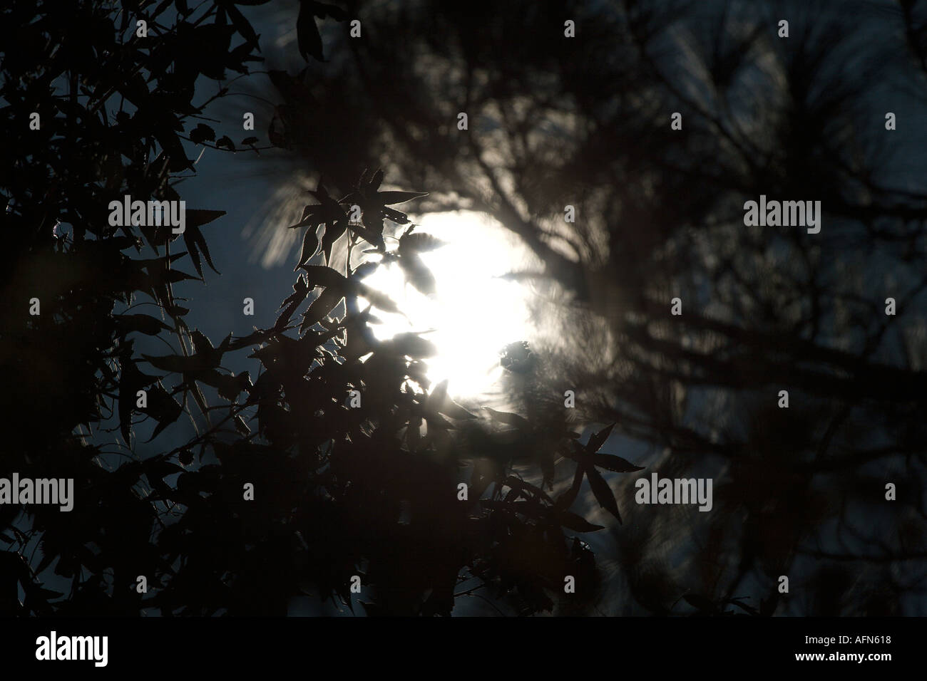 Moon through leaves Stock Photo - Alamy