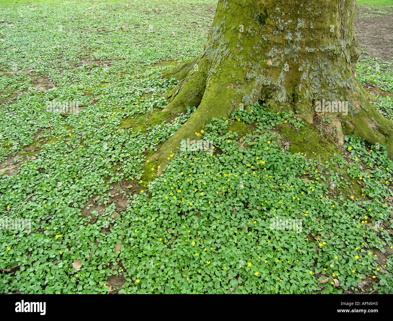 Prominent roots hi-res stock photography and images - Alamy