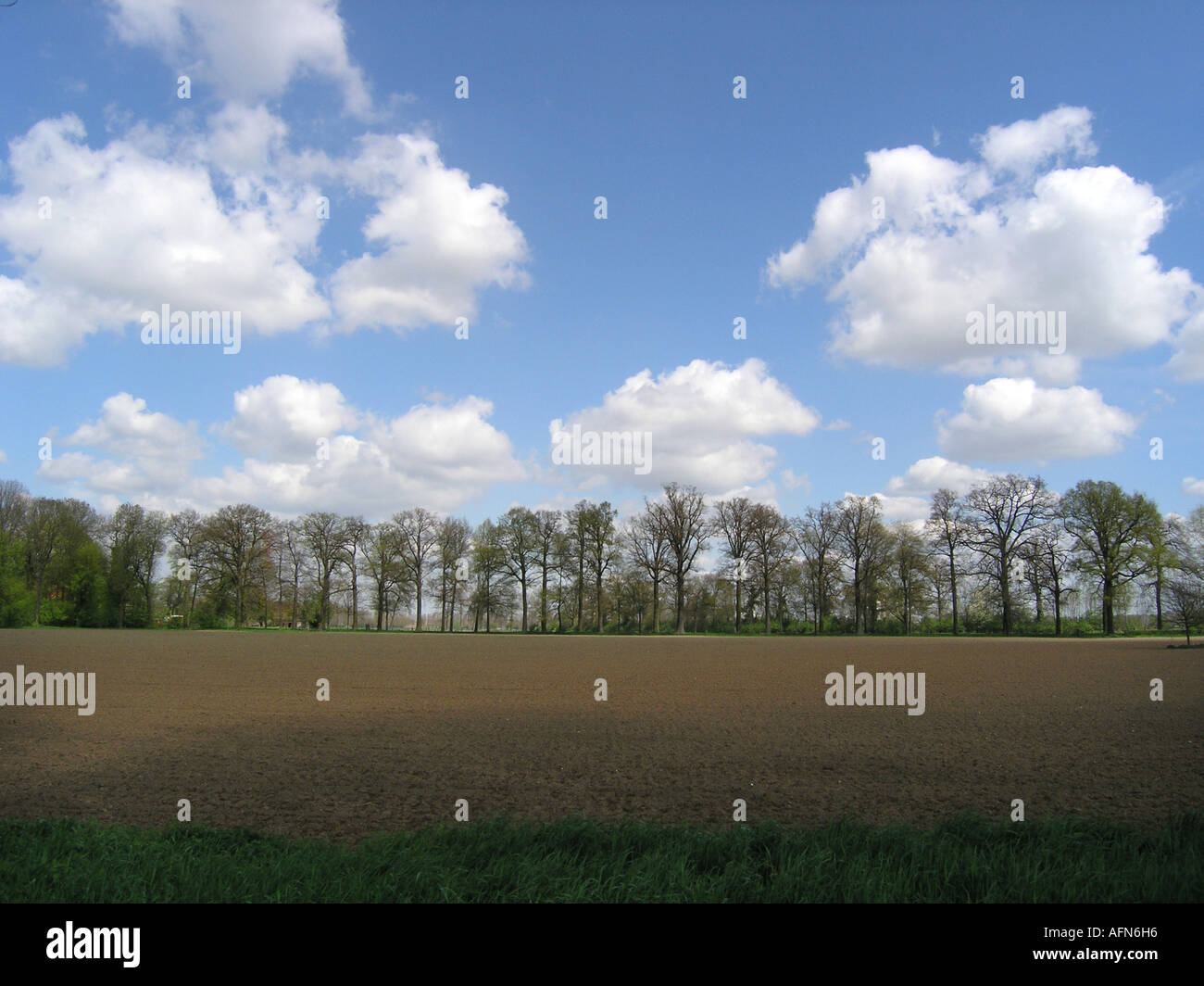 Row of large trees lined up on the horizon over empty field and blue ...