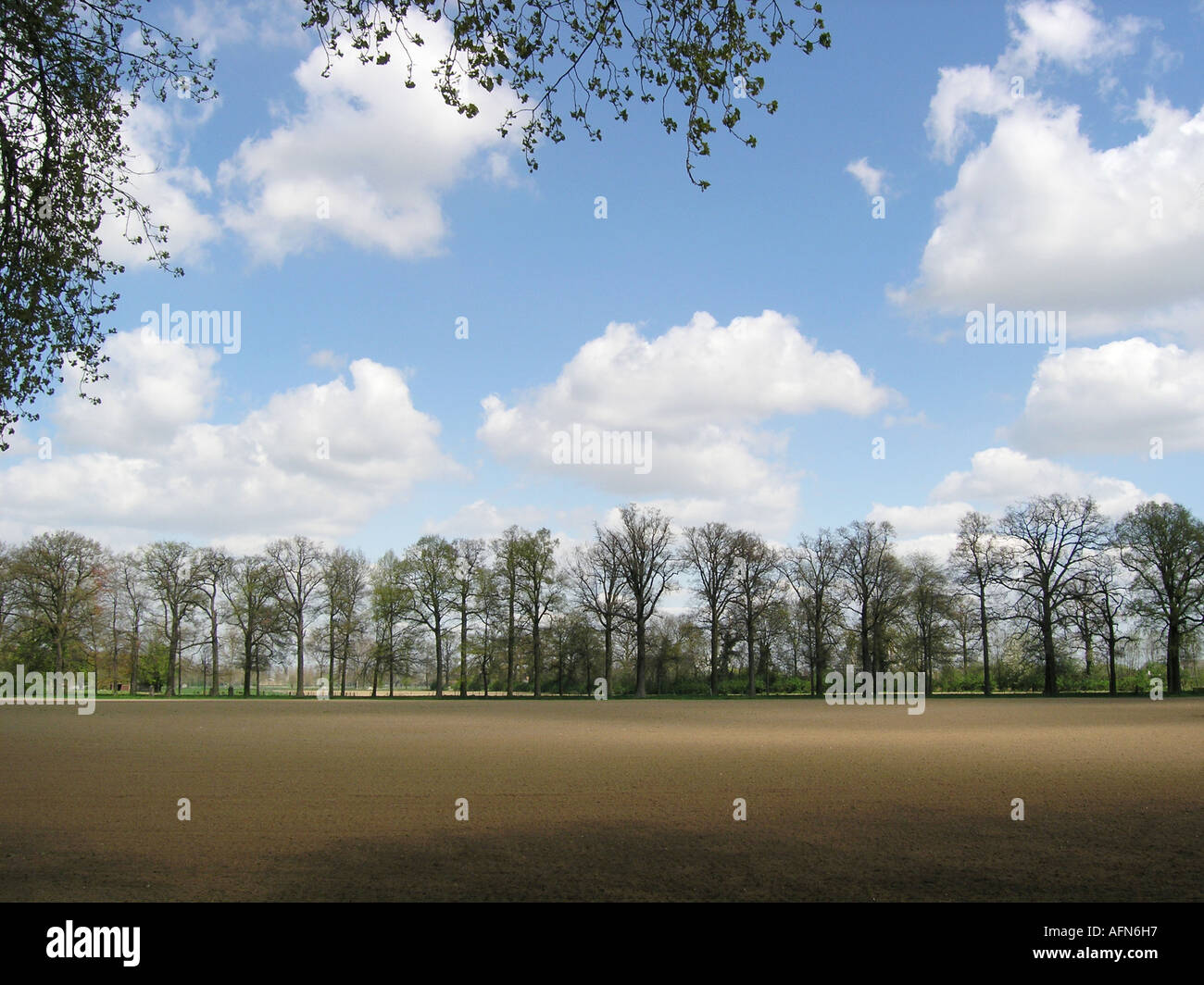Row of large trees lined up on the horizon over empty field and blue ...