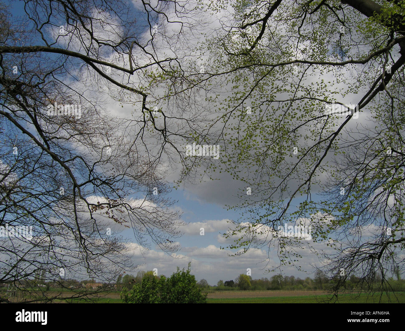 moody image of brooding clouds behind protruding branches of large tree ...