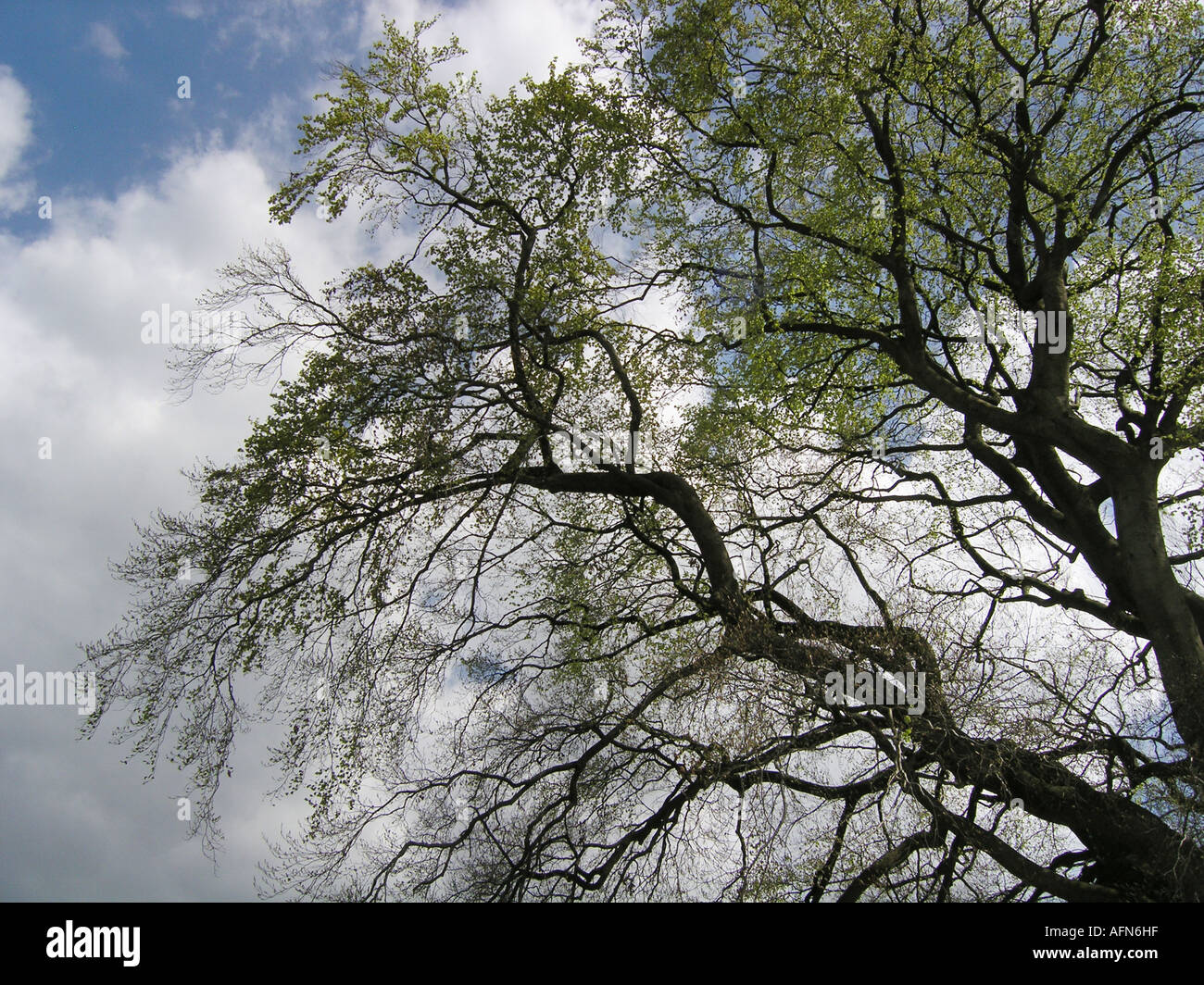 Branches entwined hi-res stock photography and images - Alamy