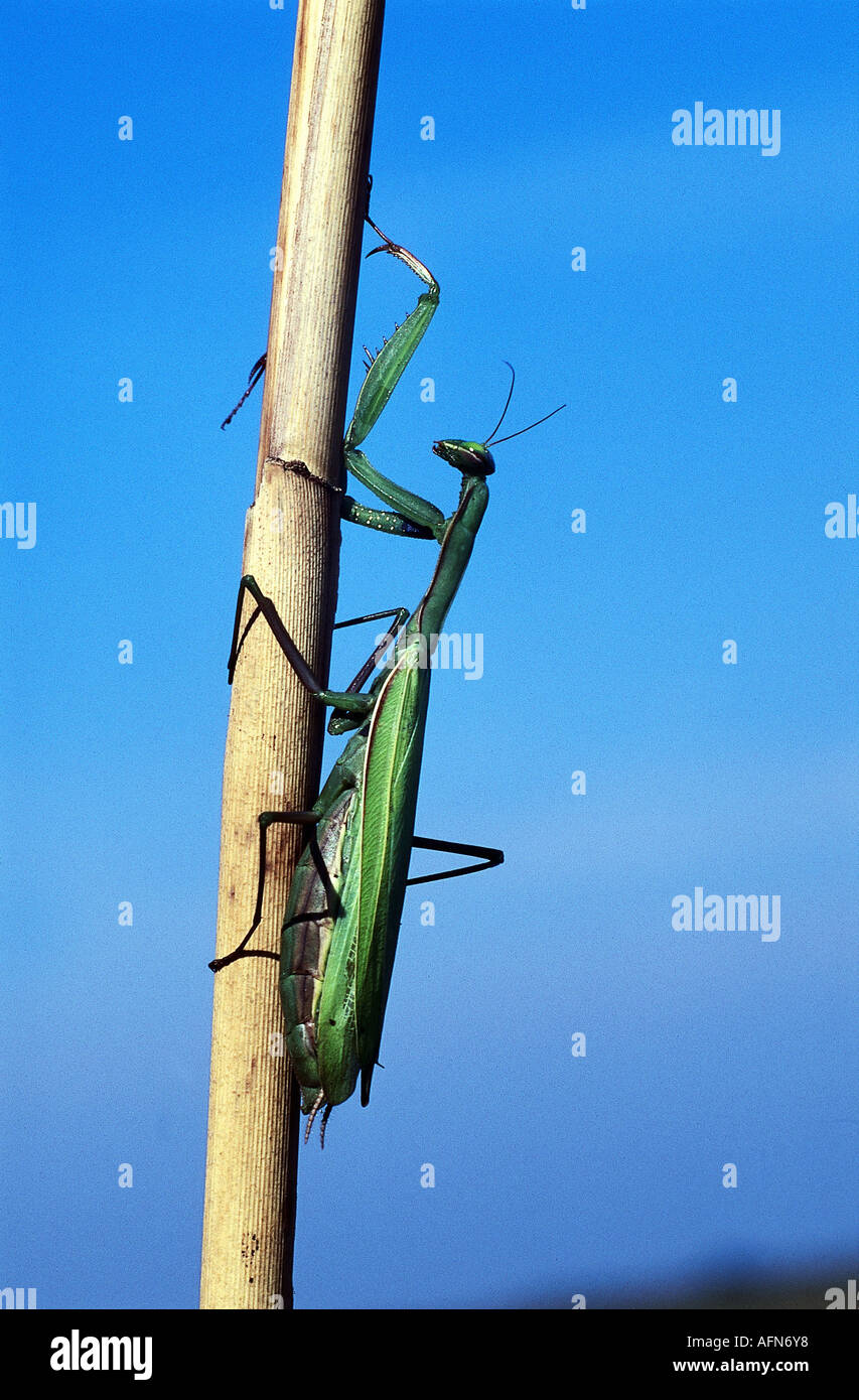 zoology / animals, insect, Mantidae, European mantis (Mantis religiosa ...