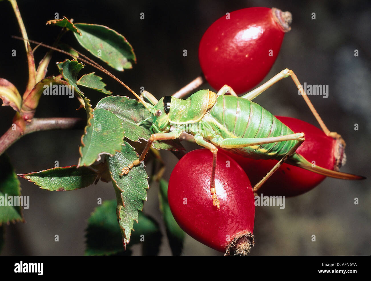 Europe insects hi-res stock photography and images - Alamy