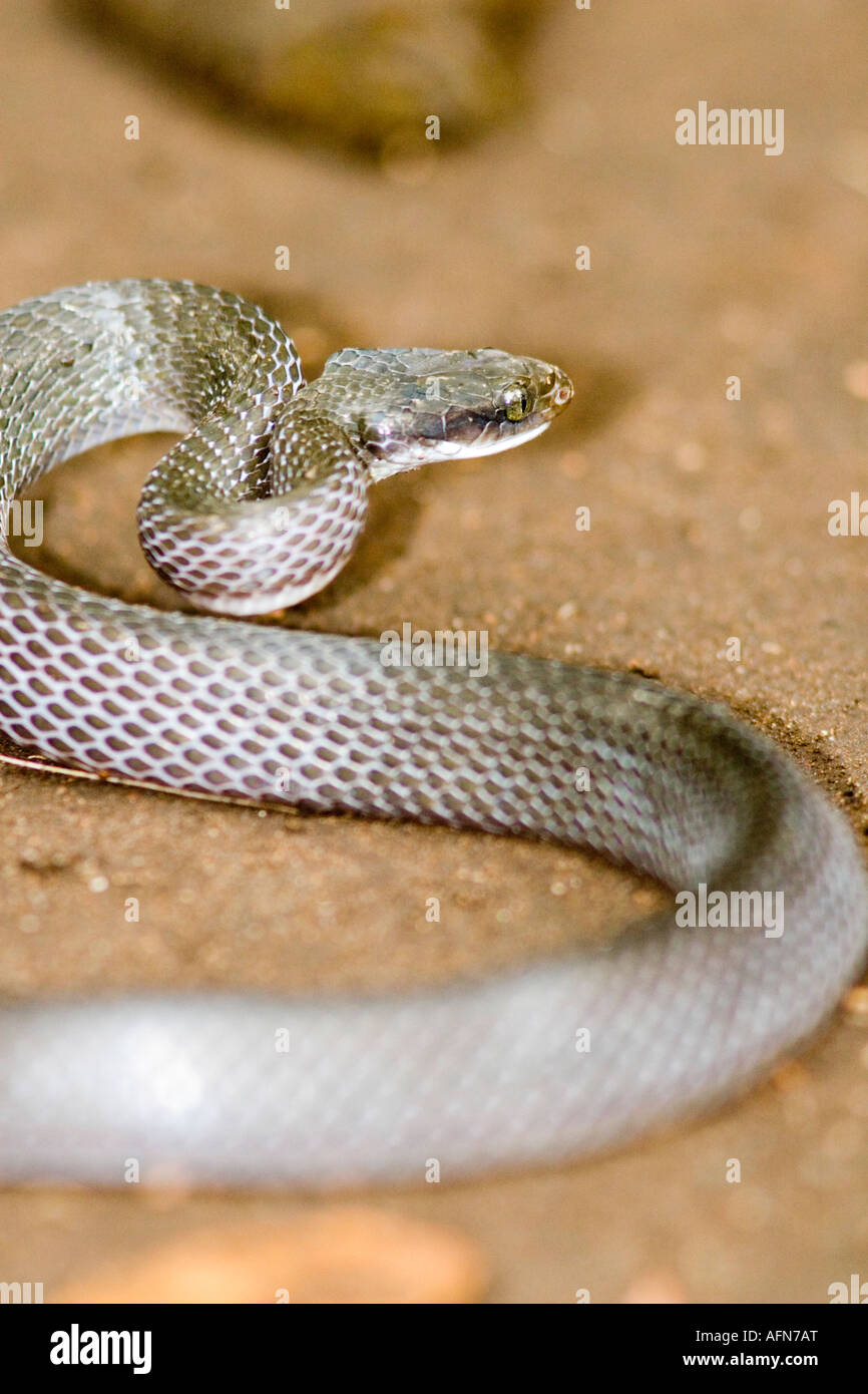 White lipped snake Crotaphopeltis hotamboeia in Tanzania Stock Photo ...