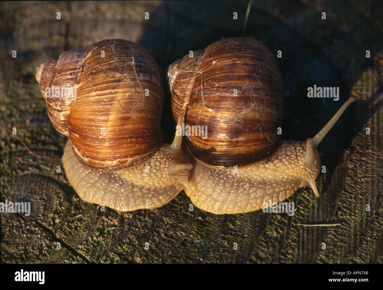 Mating habits hi-res stock photography and images - Alamy