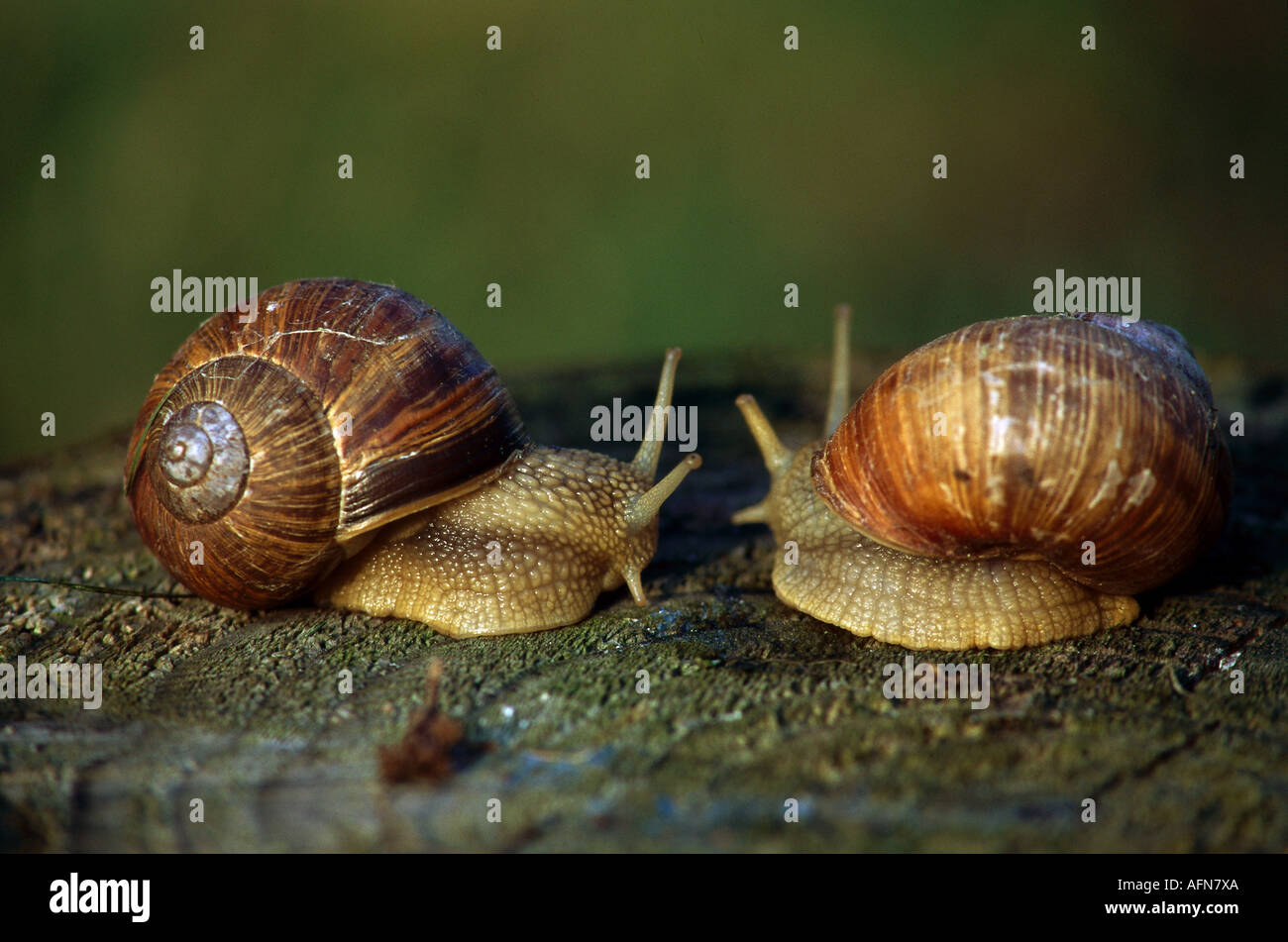 zoology / animals, mollusc, Helicidae, grapevine snail (Helix pomatia ...