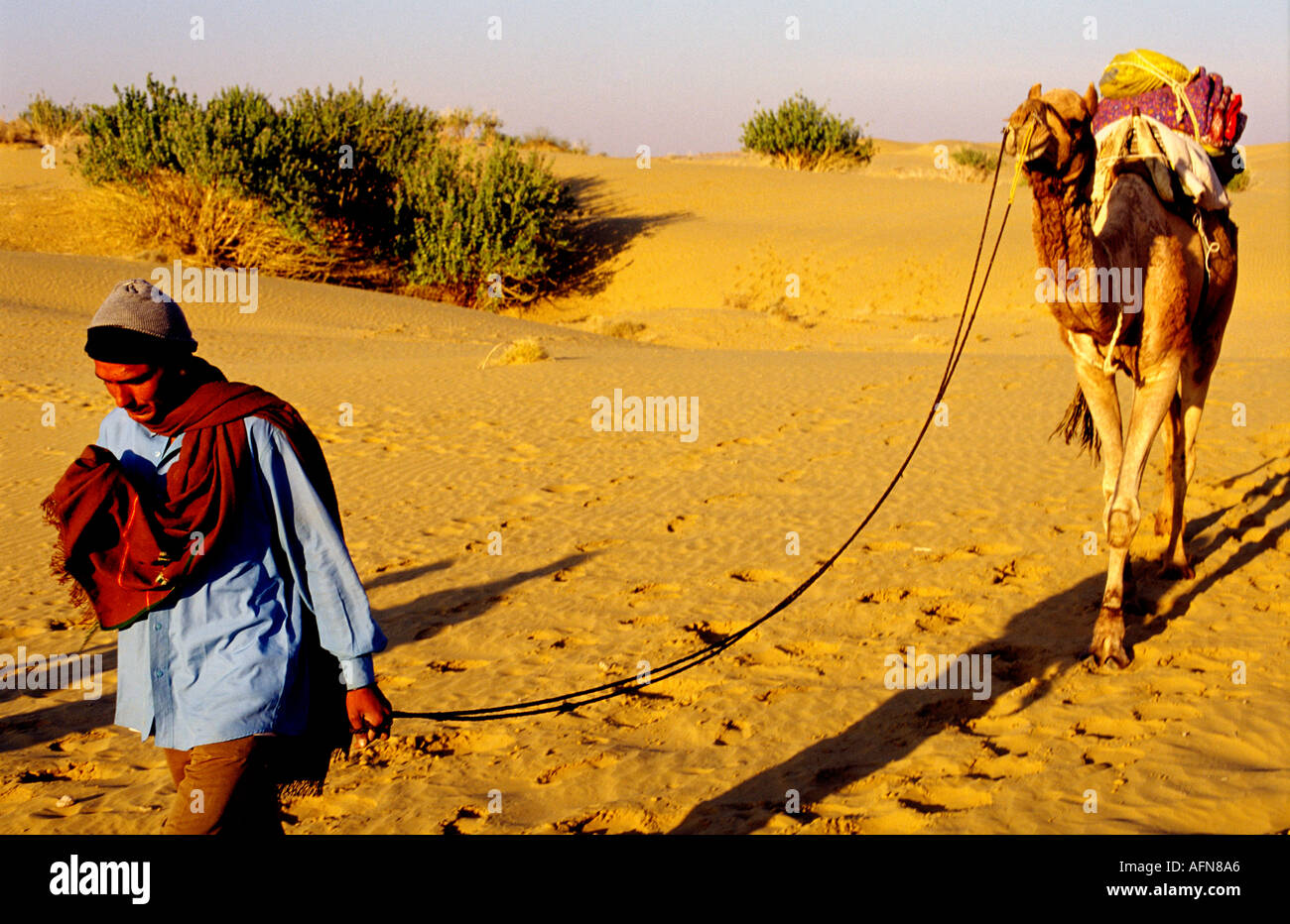 One young male camel herder or driver walking a camel in a harness and ...