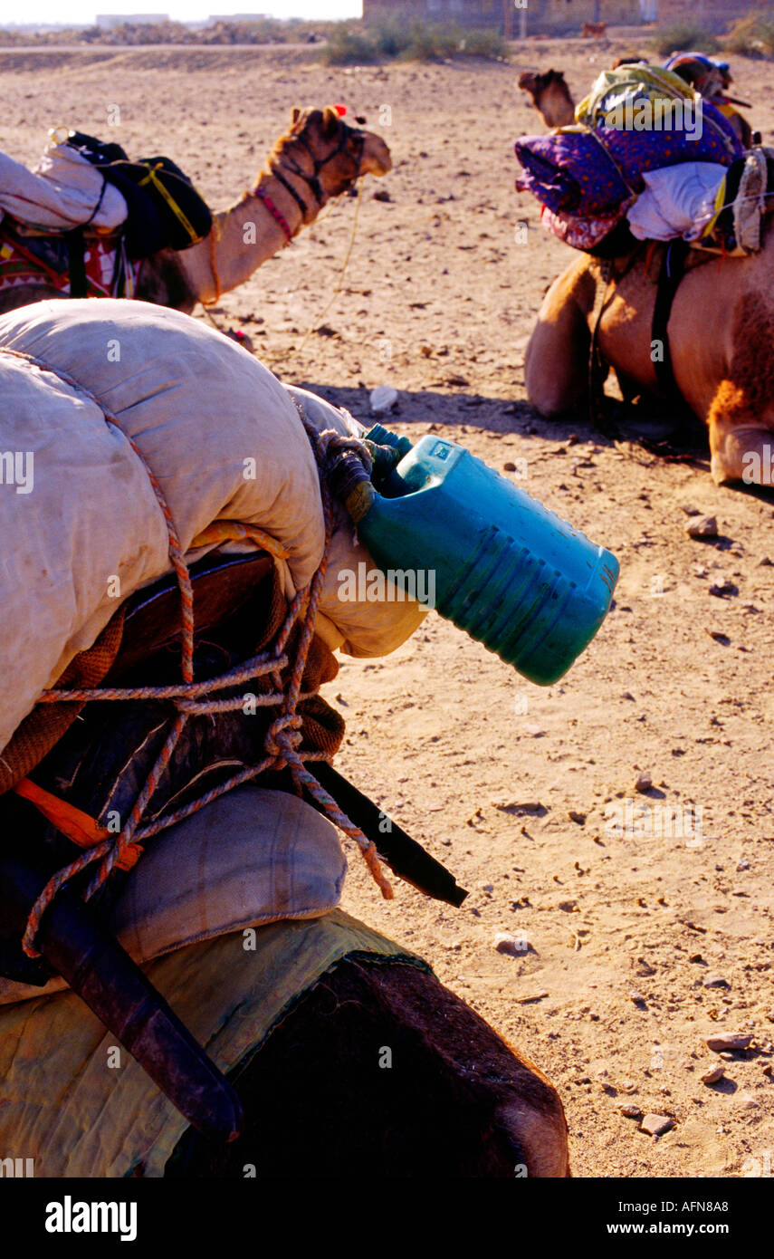 Camels sitting on the sandy ground of Thar desert fully packed with ...