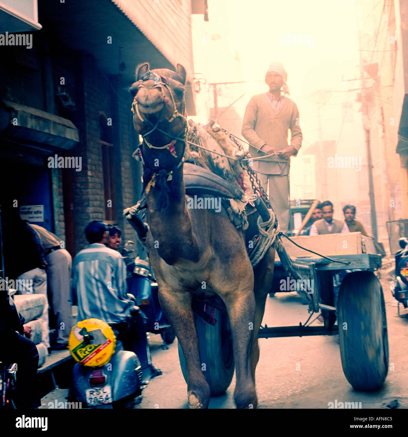 Camel cart driver hi-res stock photography and images - Alamy