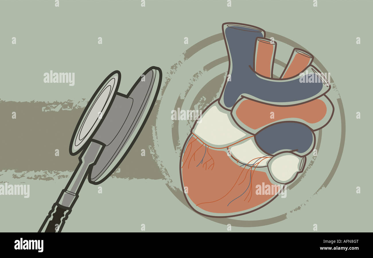 The human heart and a stethoscope Stock Photo - Alamy
