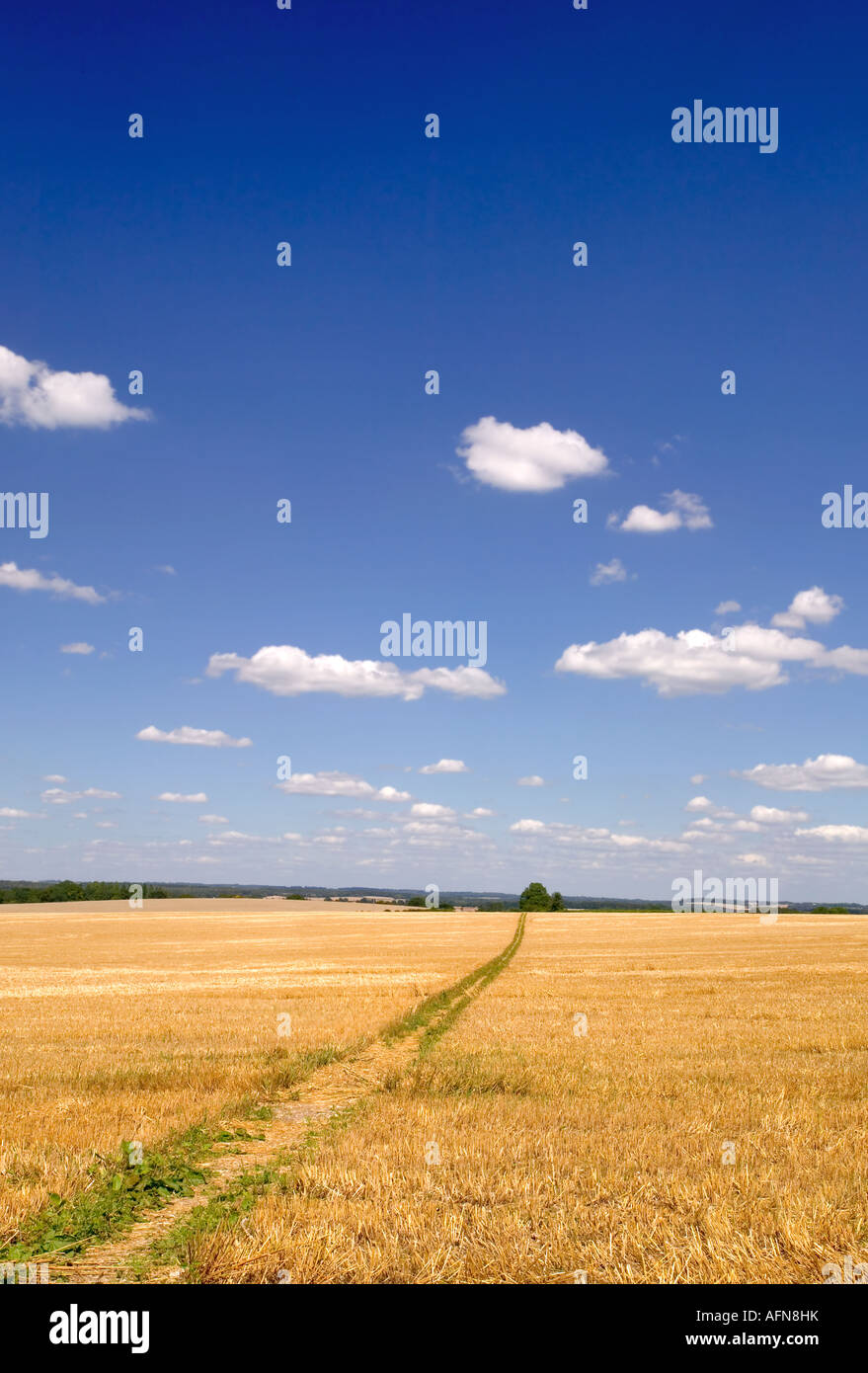 Path through a golden field leading into the distance Stock Photo - Alamy
