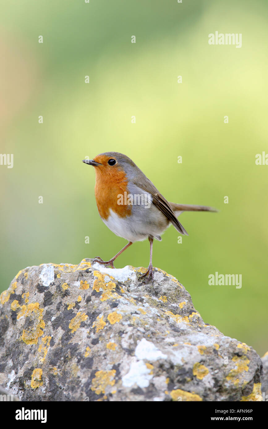 Male Robin on rock in nesting season Stock Photo - Alamy