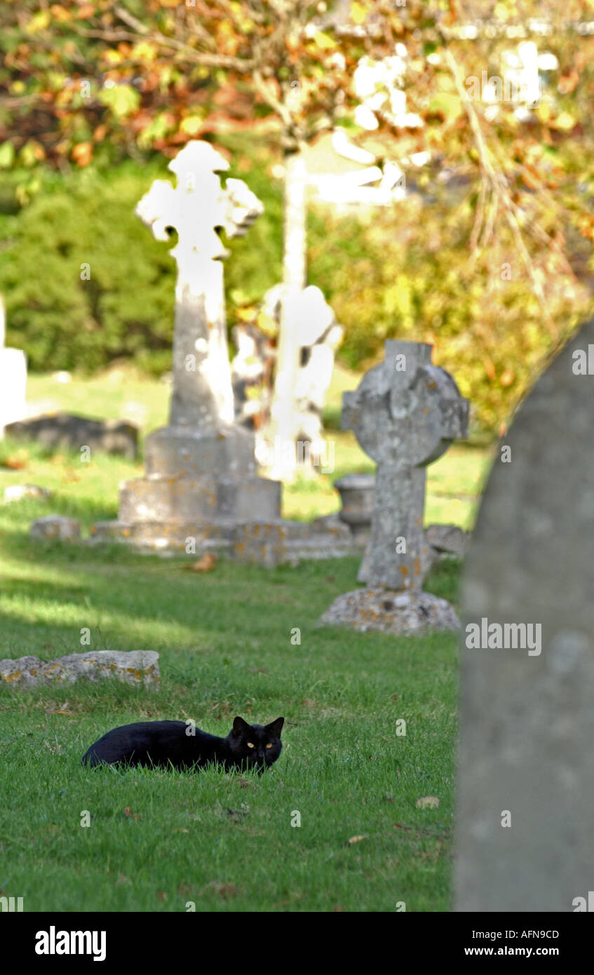 Black cat in a graveyard Stock Photo - Alamy