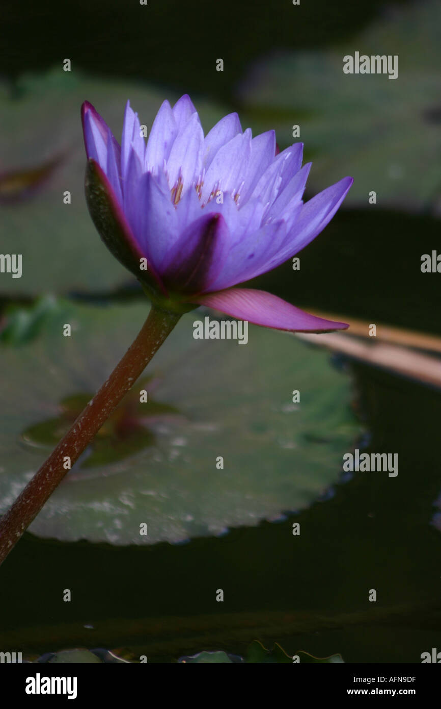 Deep purple water lily hi-res stock photography and images - Alamy