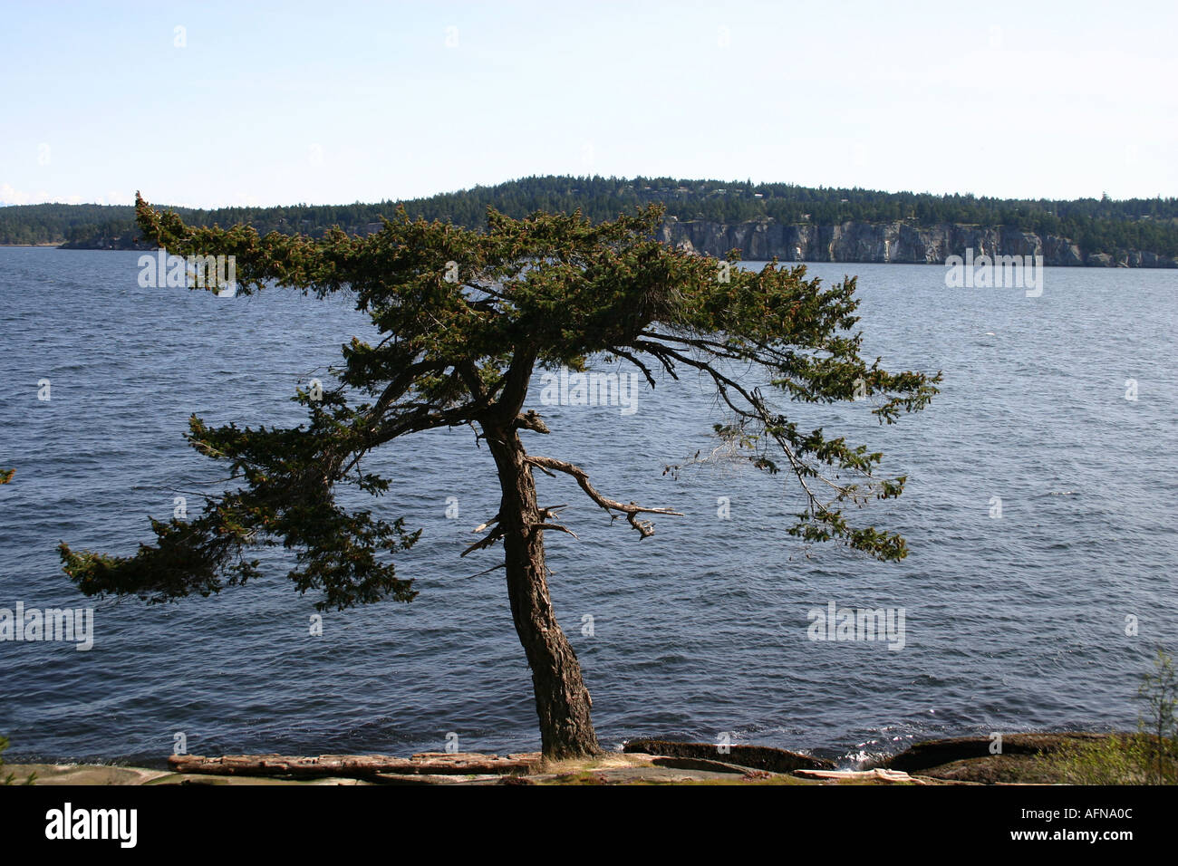 Single Ocean Side Tree Stock Photo - Alamy