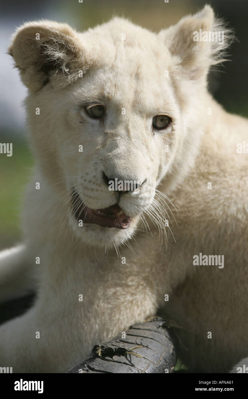 White lion cub Stock Photo - Alamy