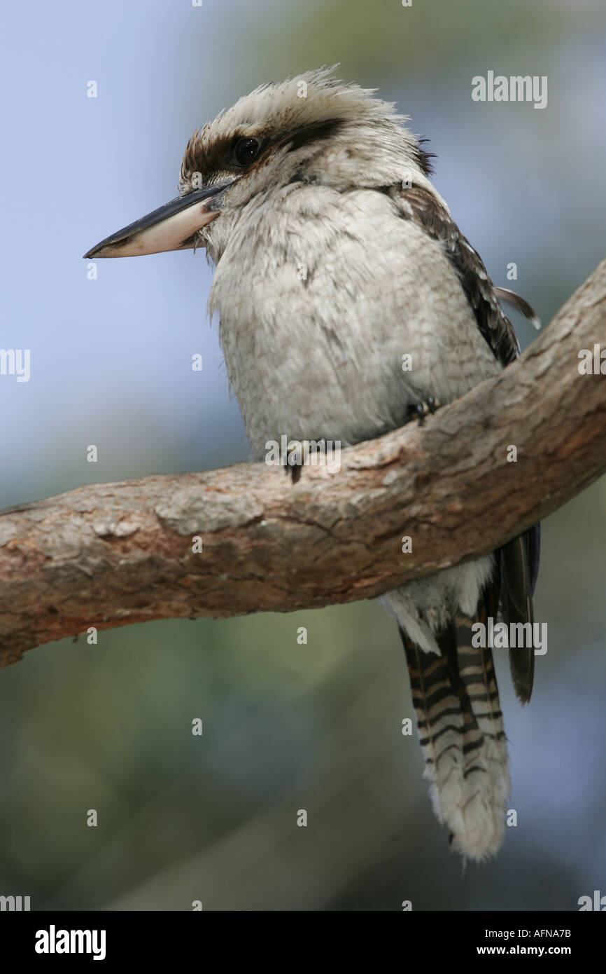 Kookab hi-res stock photography and images - Alamy