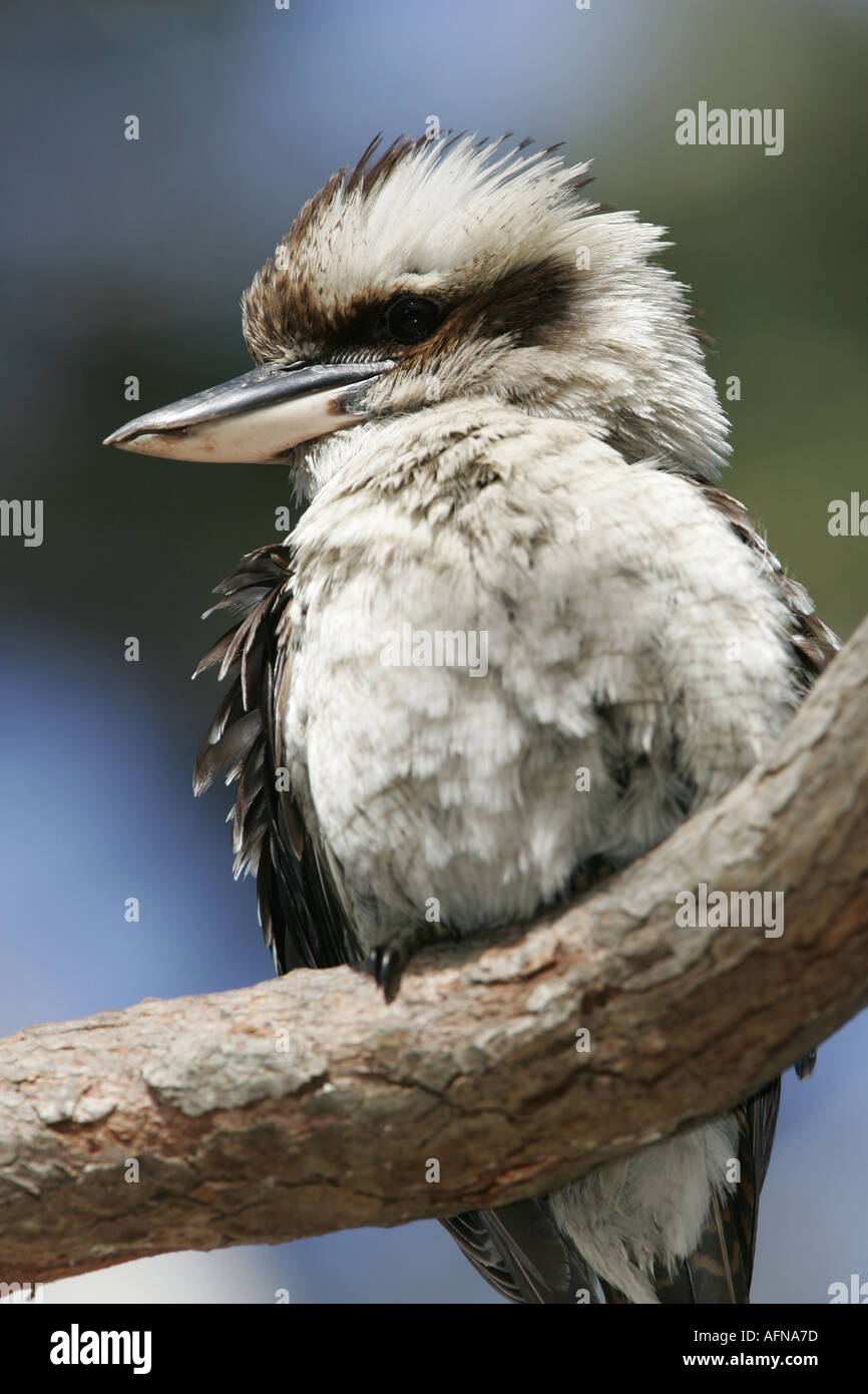 Kookaburras known as the Laughing Jackasses of Australia are from the ...