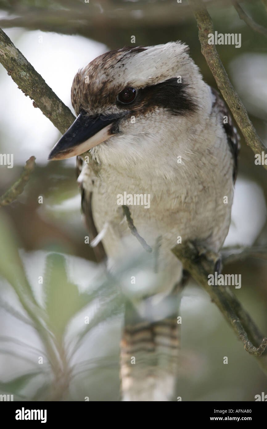 Kookab hi-res stock photography and images - Alamy