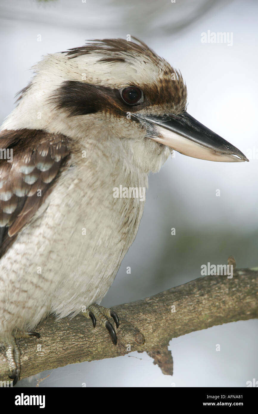 Kookab hi-res stock photography and images - Alamy