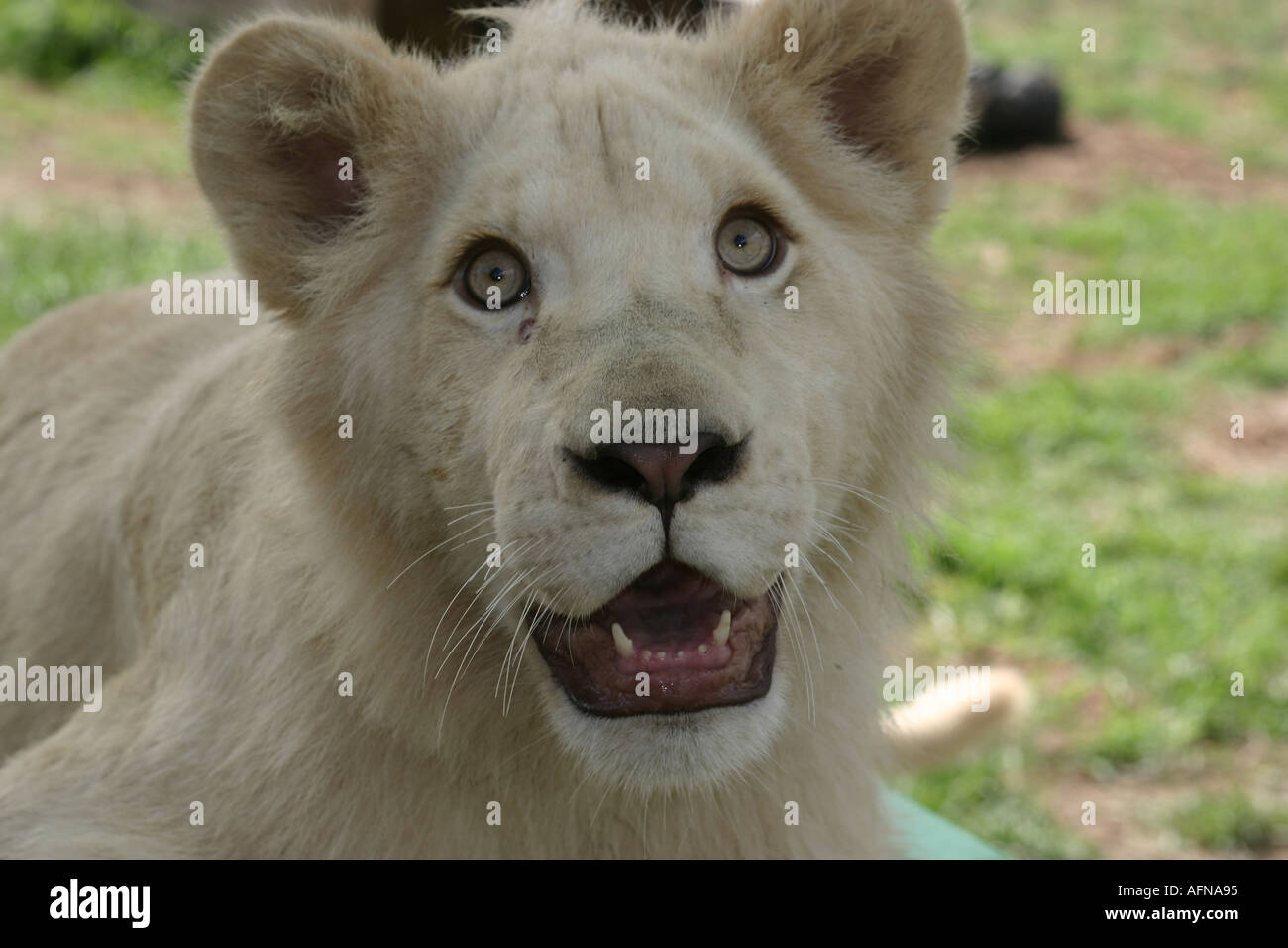 White lion cub Stock Photo - Alamy