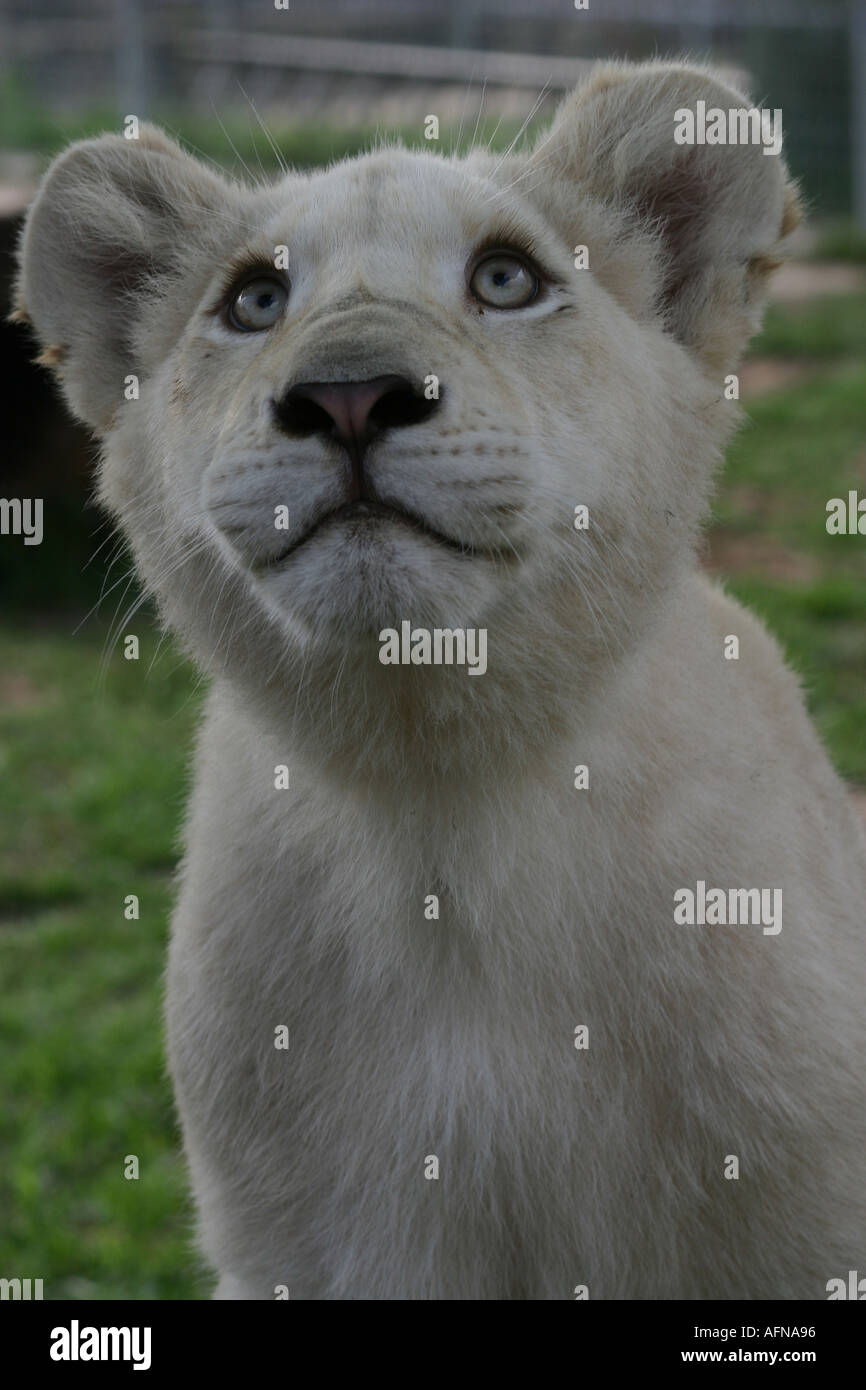 White lion cub Stock Photo - Alamy