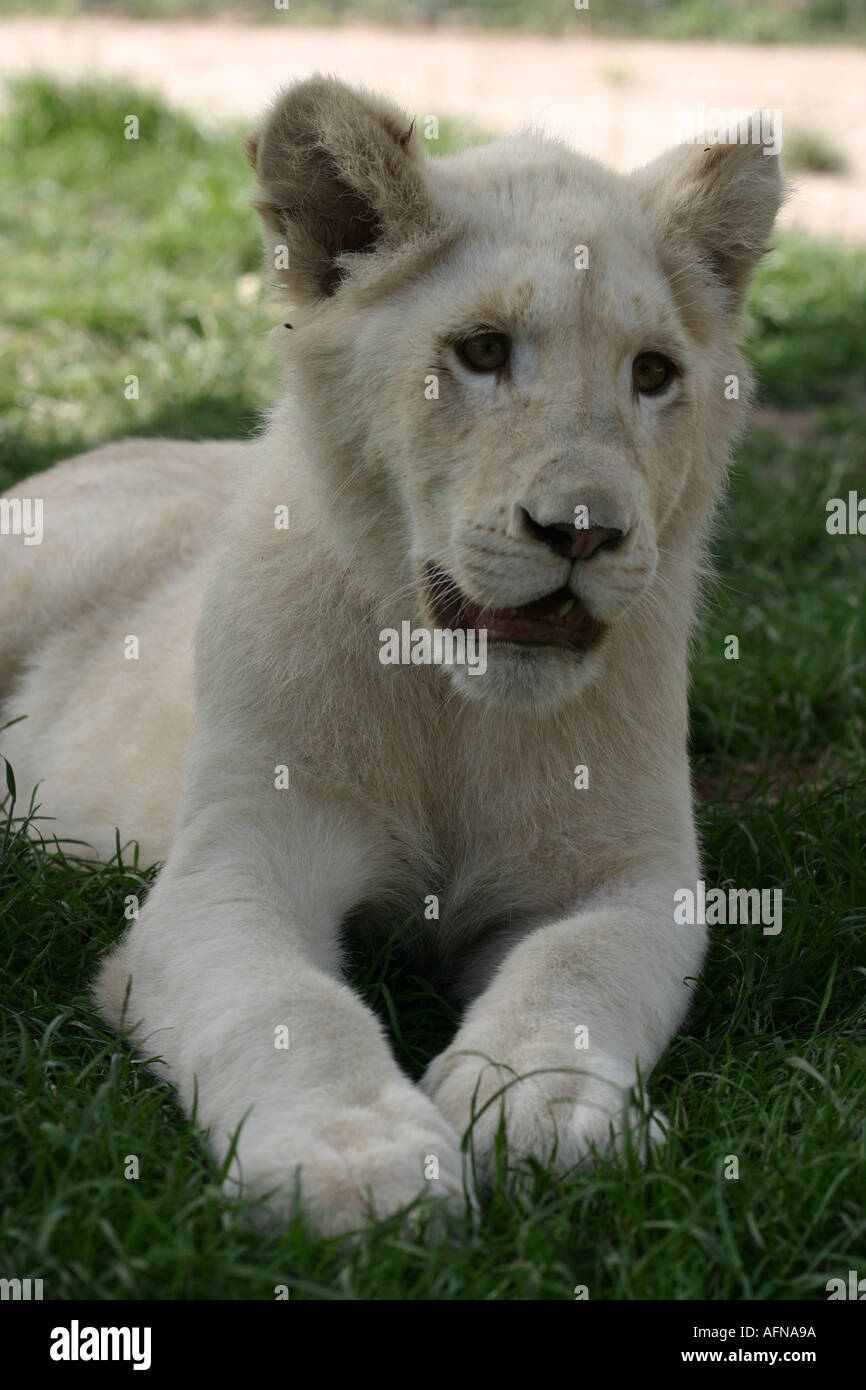 White lion cub Stock Photo - Alamy
